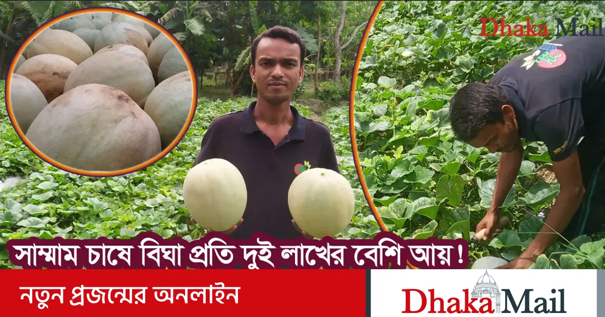 সাম্মাম চাষে বিঘা প্রতি দুই লাখের বেশি আয় দেখছেন খুলনার তরিকুল