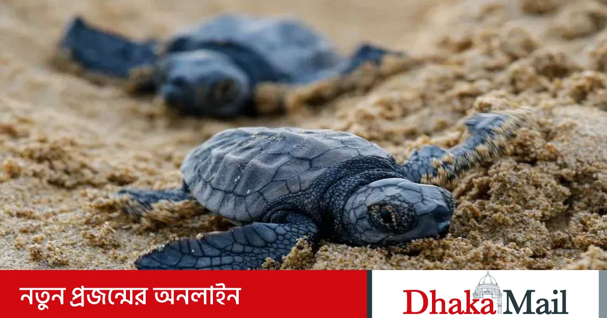 ইনানী সৈকতে দেশের প্রথম সামুদ্রিক কাছিমের হ্যাচারি