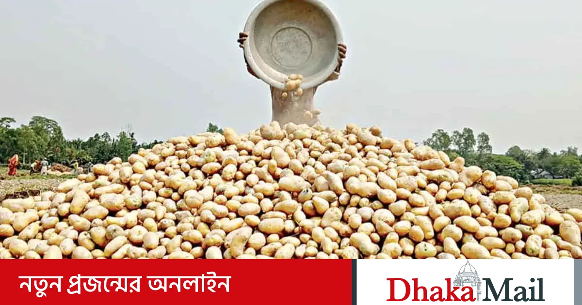 আলুর দামে স্বস্তির হাওয়া, বাজারে ৬ কেজি আলু মিলছে ১০০ টাকায়